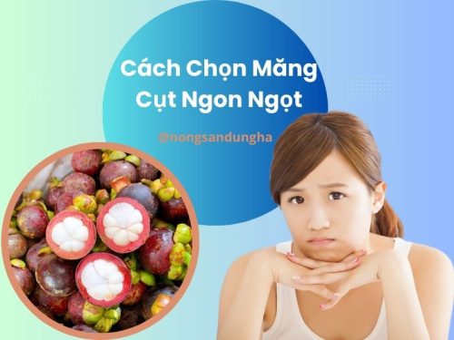 Cách chọn măng cụt ngon ngọt, nhiều múi, không tẩm thuốc