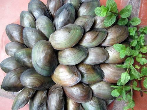 Đơn vị bán trai sông tươi ngon chất lượng ở Hà Nội