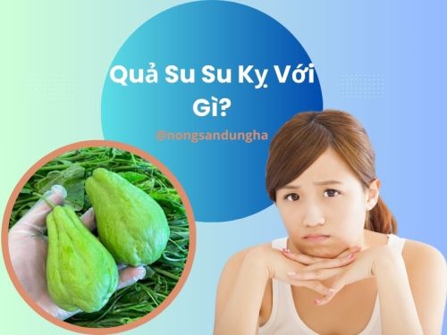 Quả su su kỵ với gì? Đối tượng cần cẩn trọng khi ăn su su