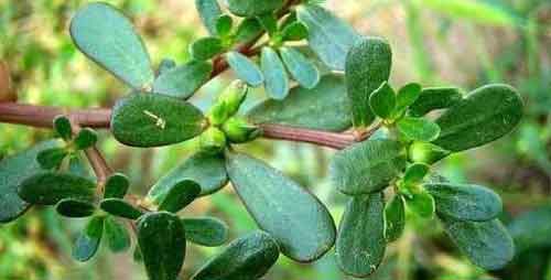 [Rau Sam Khô] +15 Công dụng trị bệnh với sức khỏe - Nông Sản Dũng Hà