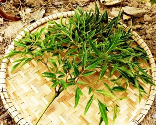 Lá đinh lằng - món rau dễ trồng và nhiều công dụng bổ ích