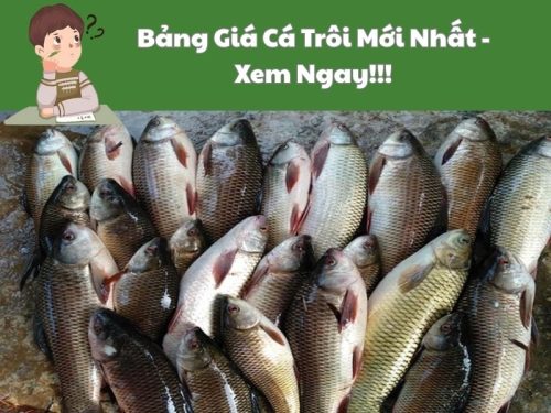 Bảng giá cá trôi mới nhất hôm nay – Cập nhật tháng 10/2025