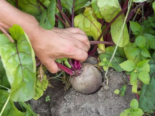 Cách trồng củ dền đỏ cho củ to, năng suất cao, ít sâu bệnh