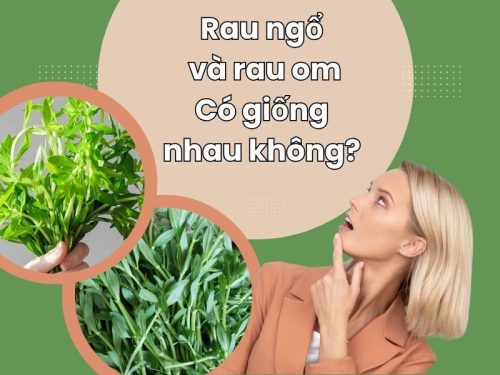 Trả lời: Rau ngổ và rau om có giống nhau không?