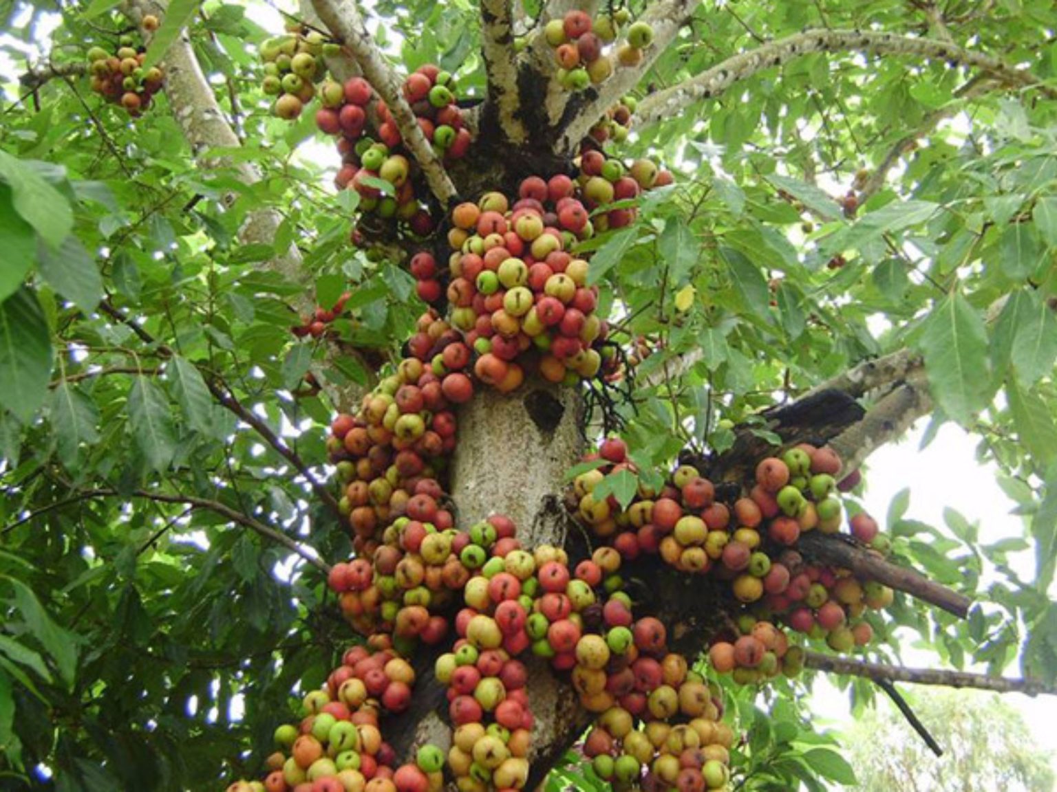 Tác dụng quả sung. Những lý do bạn nên thêm sung vào chế độ ăn