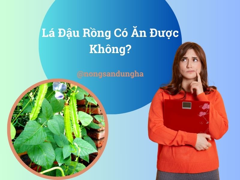 Lá đậu rồng có ăn được không? ĐỌC NGAY KẺO HỐI HẬN?