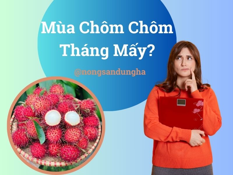 Mùa Chôm Chôm Tháng Mấy? Mua Ở Đâu Giá Rẻ?