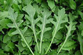 Mua rau rocket - Địa chỉ bán rau rocket tươi ngon uy tín tại Hà Nội