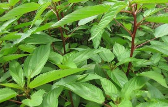 Mua hạt giống rau đay ở đâu Hà Nội?